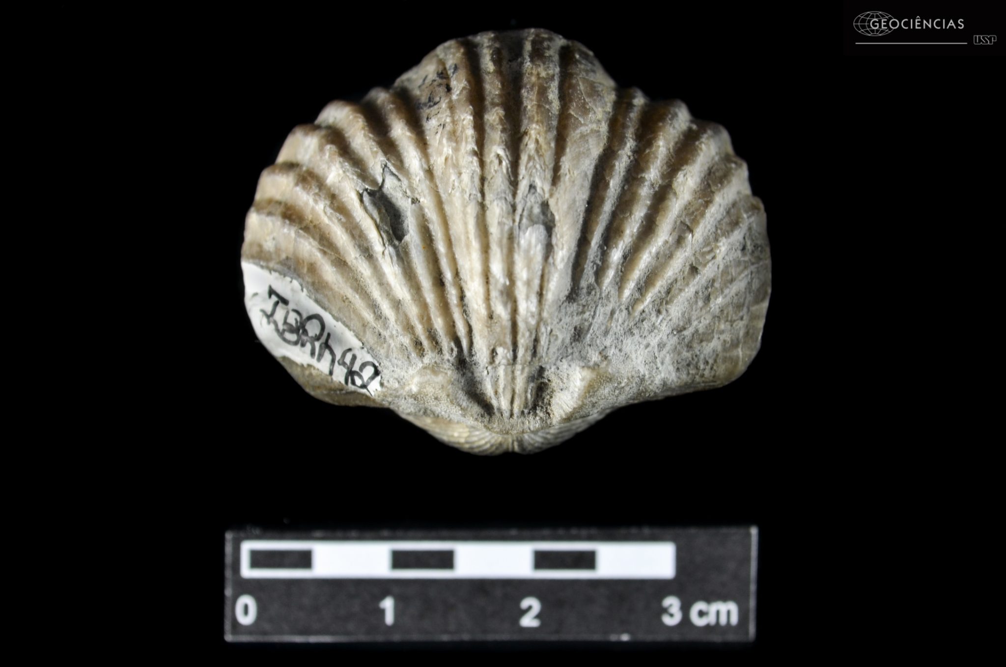 Braquiópodes Fósseis - Materiais Didáticos