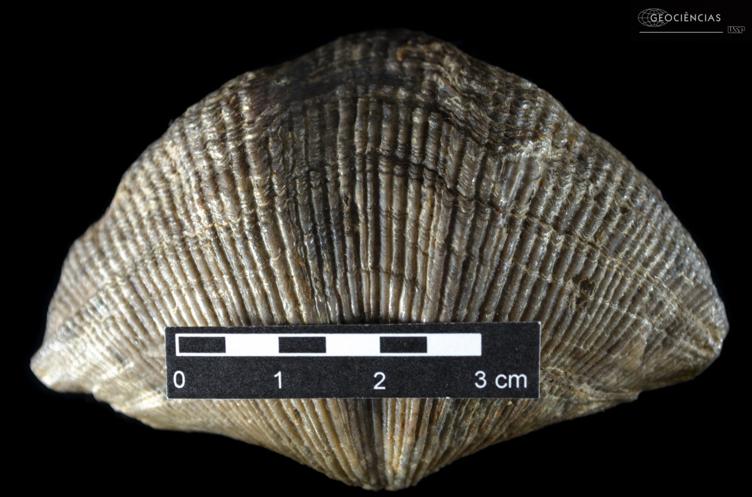 Braquiópodes Fósseis - Materiais Didáticos