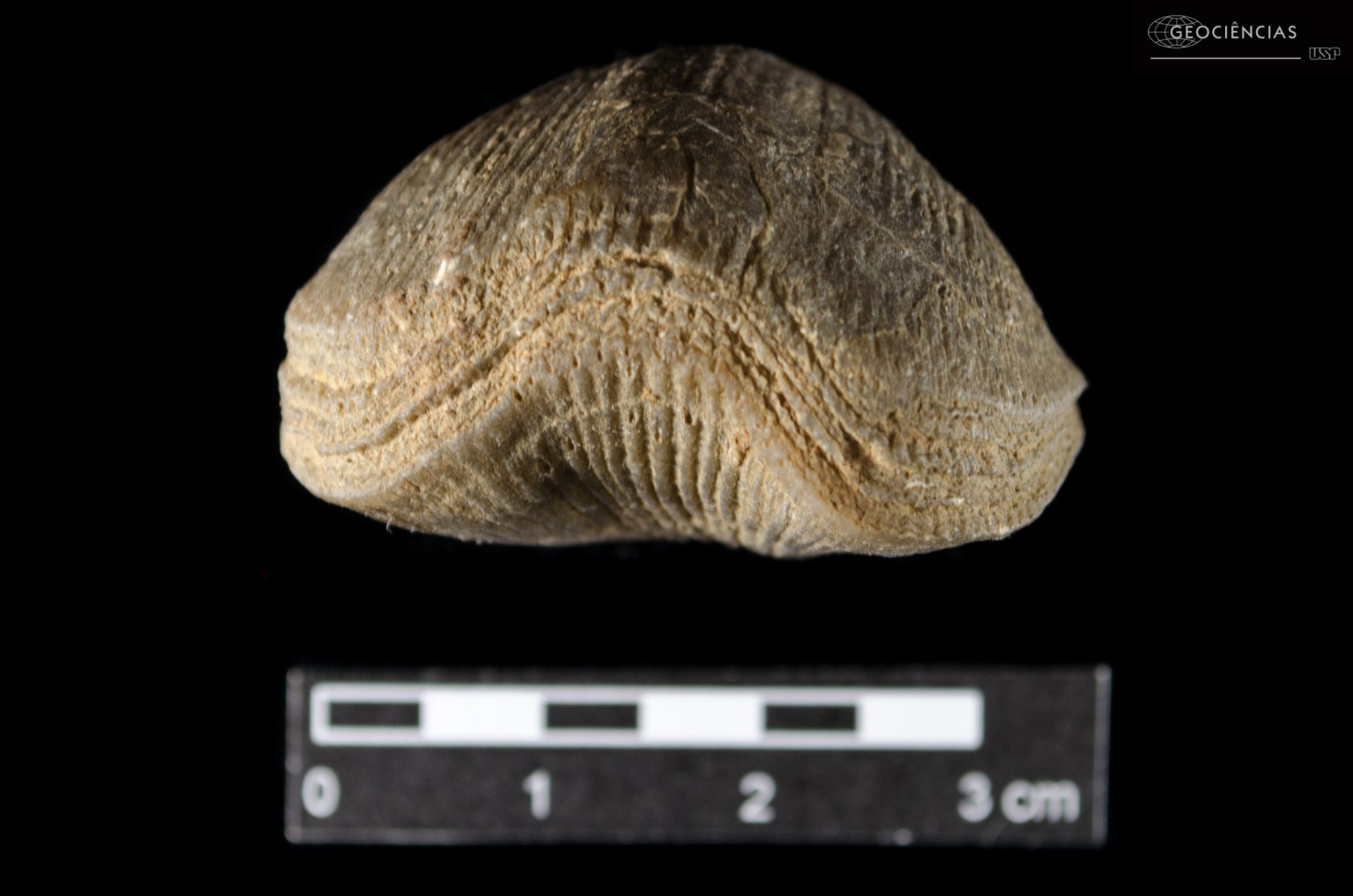 Braquiópodes Fósseis - Materiais Didáticos