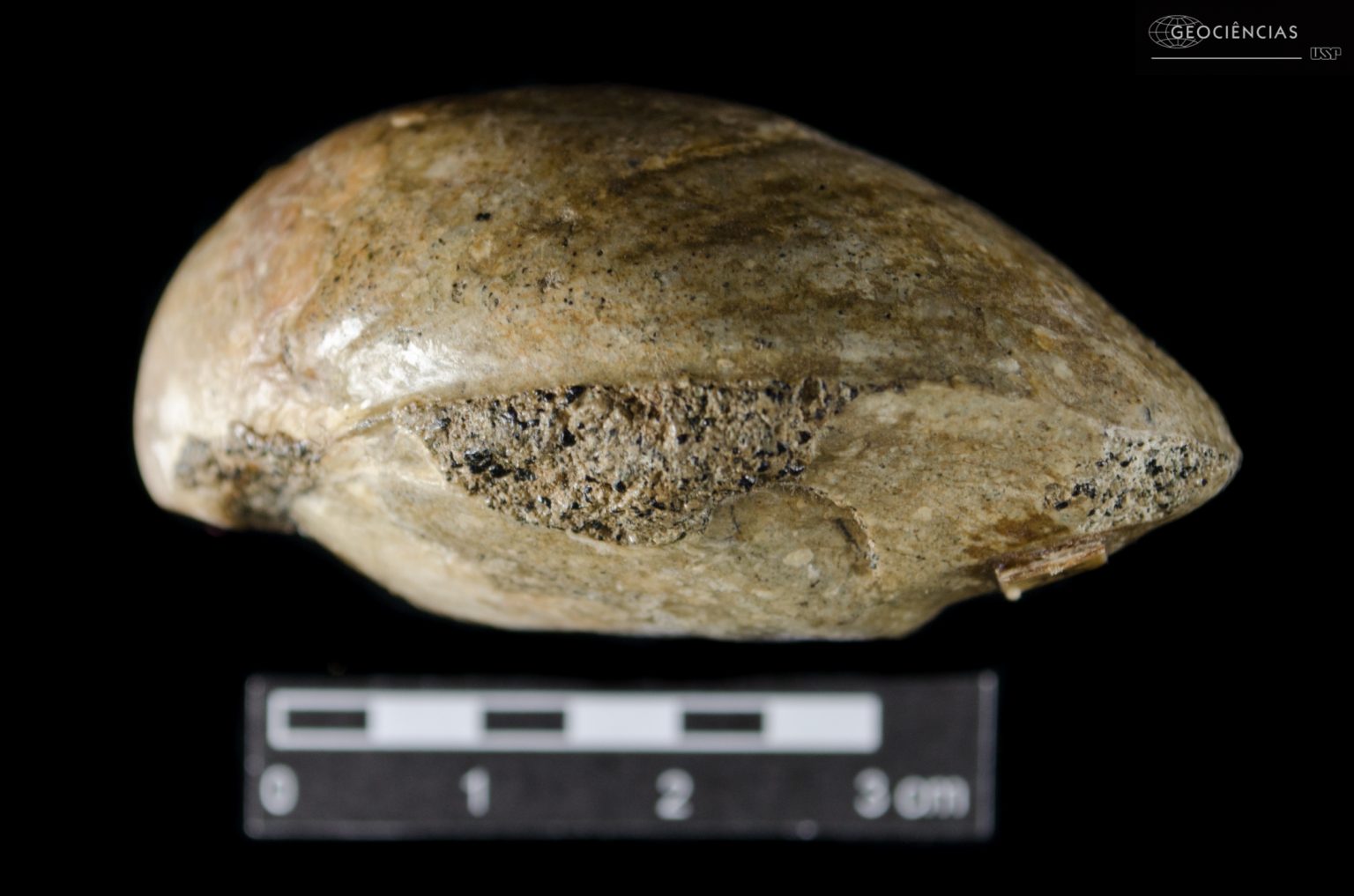 Braquiópodes Fósseis - Materiais Didáticos