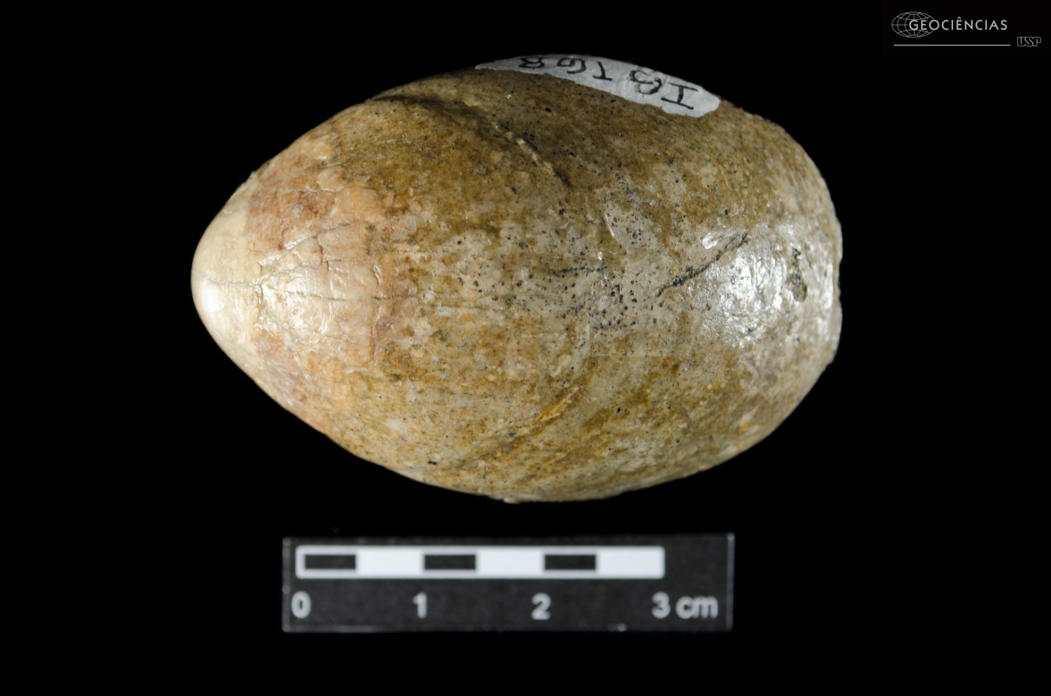 Braquiópodes Fósseis - Materiais Didáticos