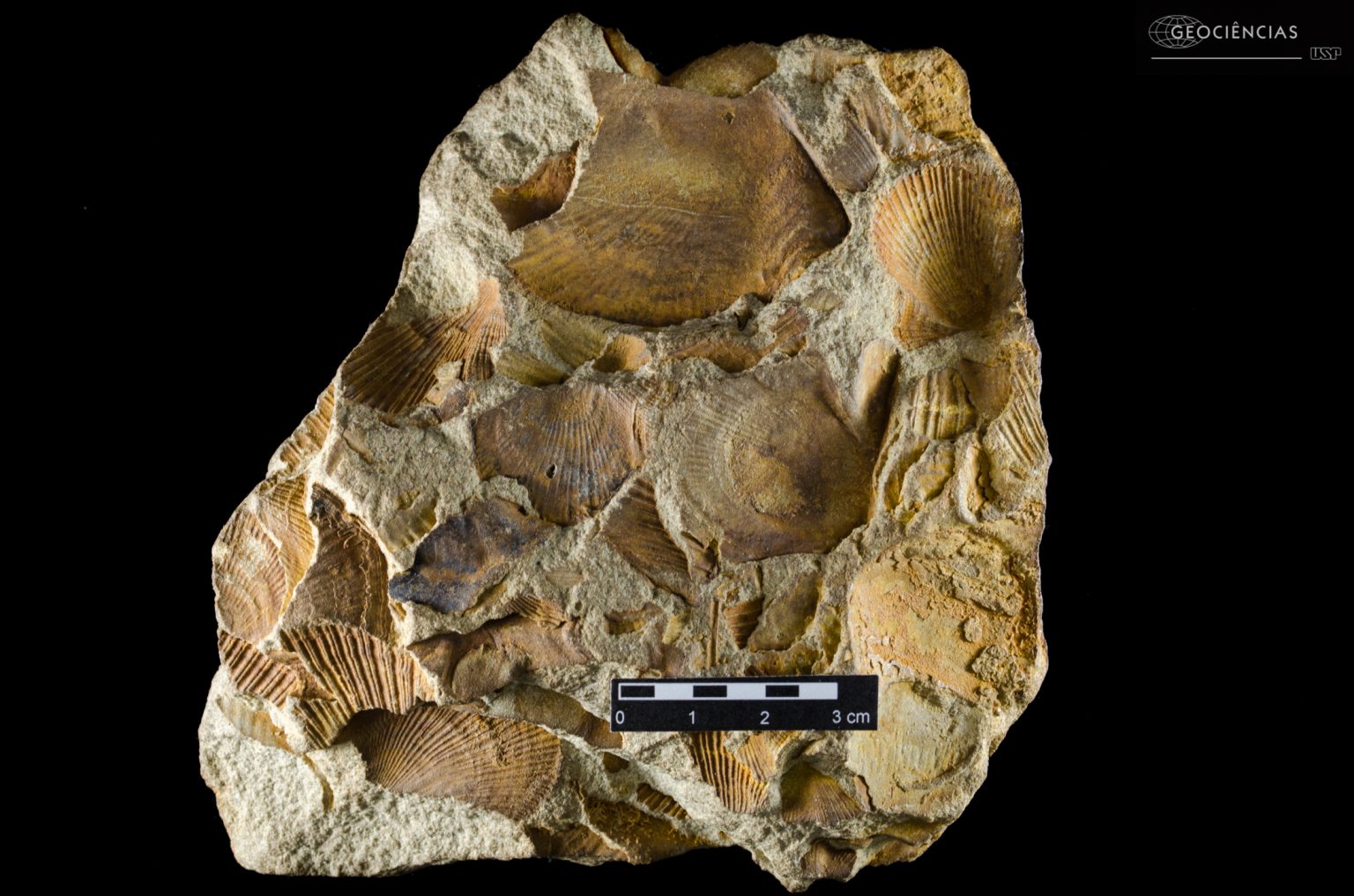 Moluscos Fósseis - Materiais Didáticos