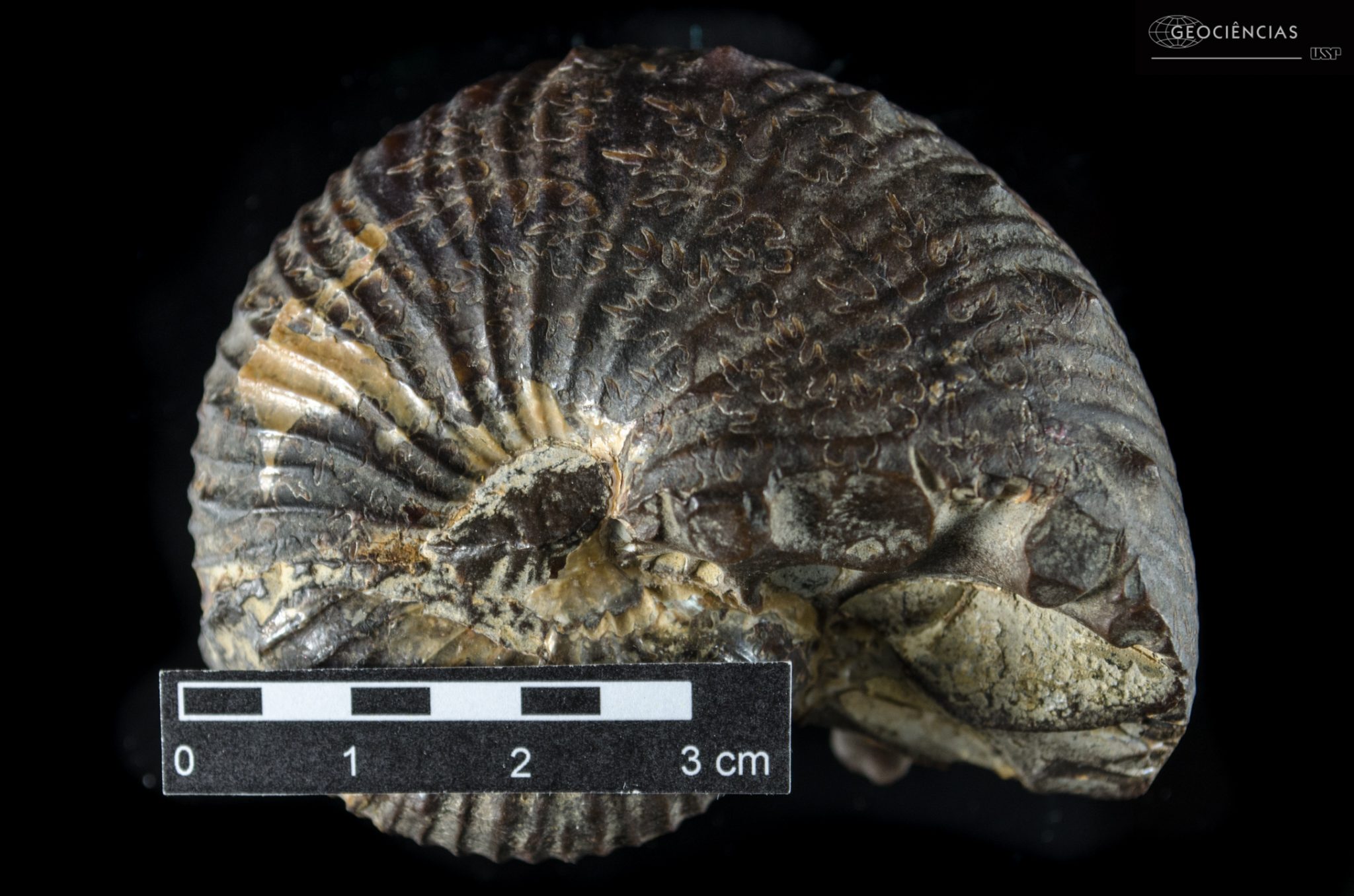 Fósseis - Materiais Didáticos