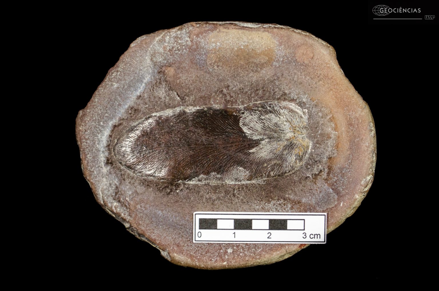 Paleobotânica - Siluriano até Permiano - Materiais Didáticos