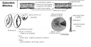 Micropaleontologia - Materiais Didáticos