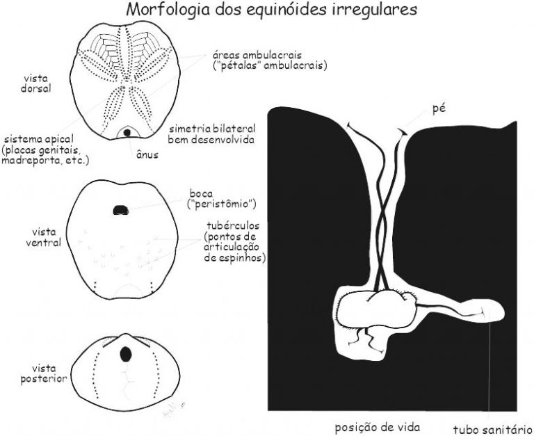 Equinodermos - Materiais Didáticos
